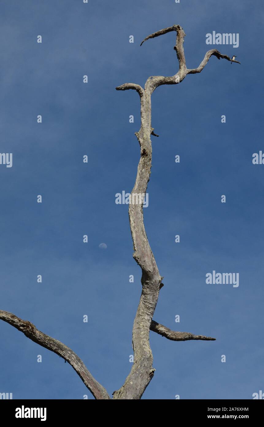 Australian trees hi-res stock photography and images - Alamy