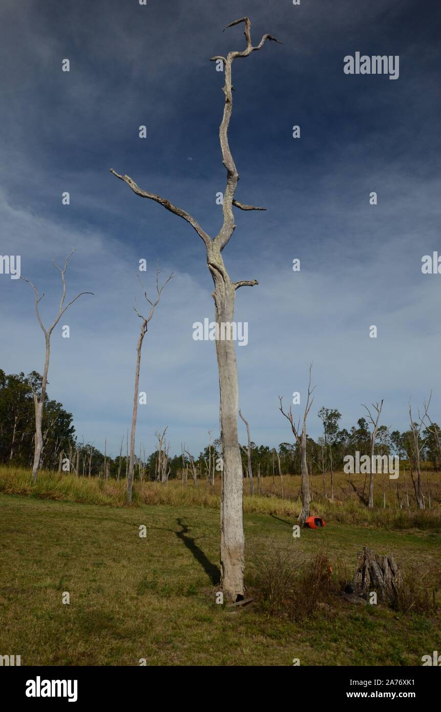 trees destroyed by Drought, global warming Stock Photo - Alamy