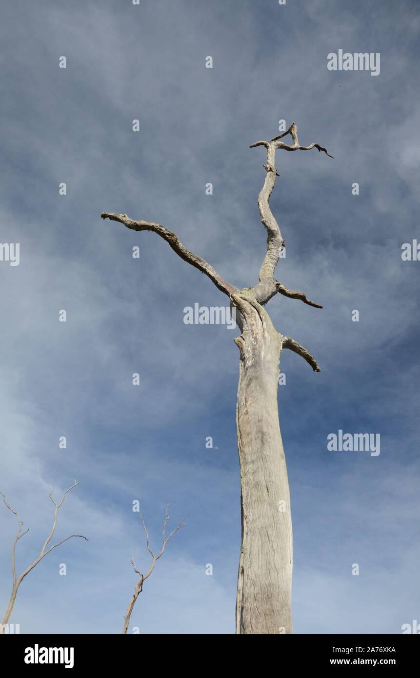 Drought deforestation hi-res stock photography and images - Alamy