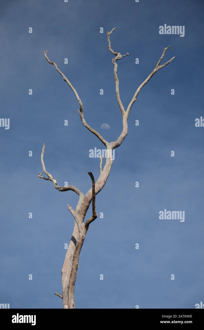 Prehistoric forest hi-res stock photography and images - Alamy