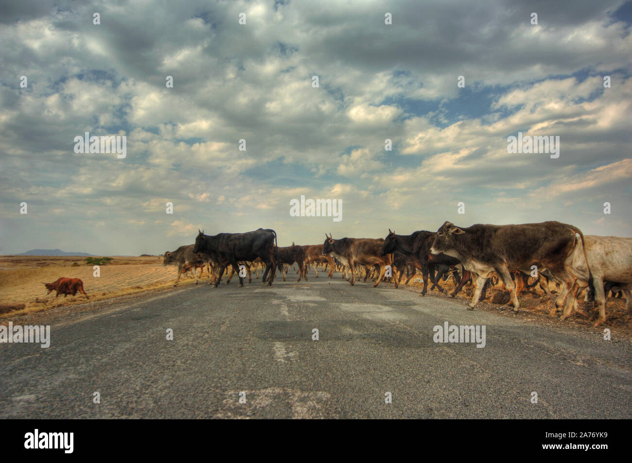Multiple cows hi-res stock photography and images - Alamy