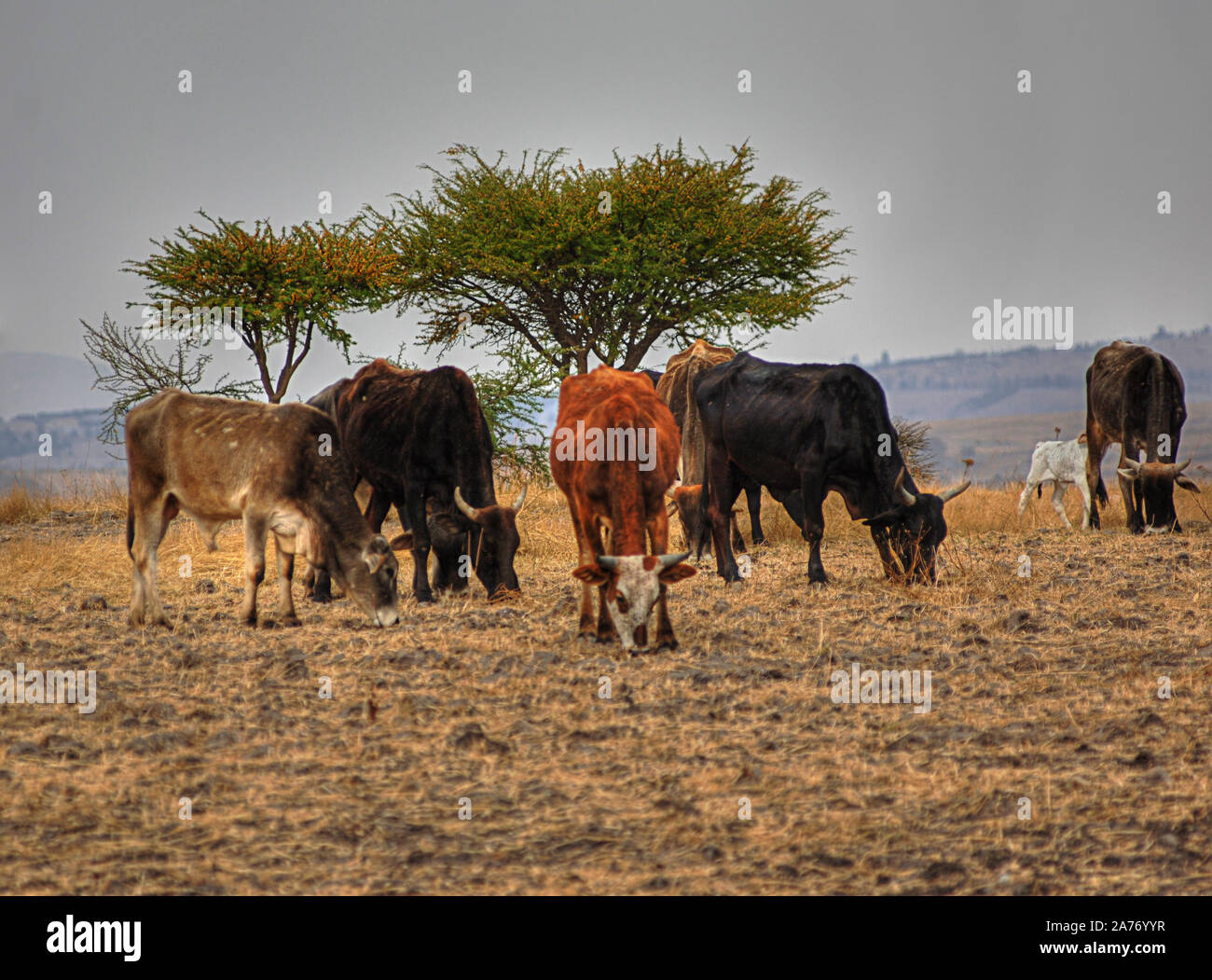 Multiple cows hi-res stock photography and images - Alamy