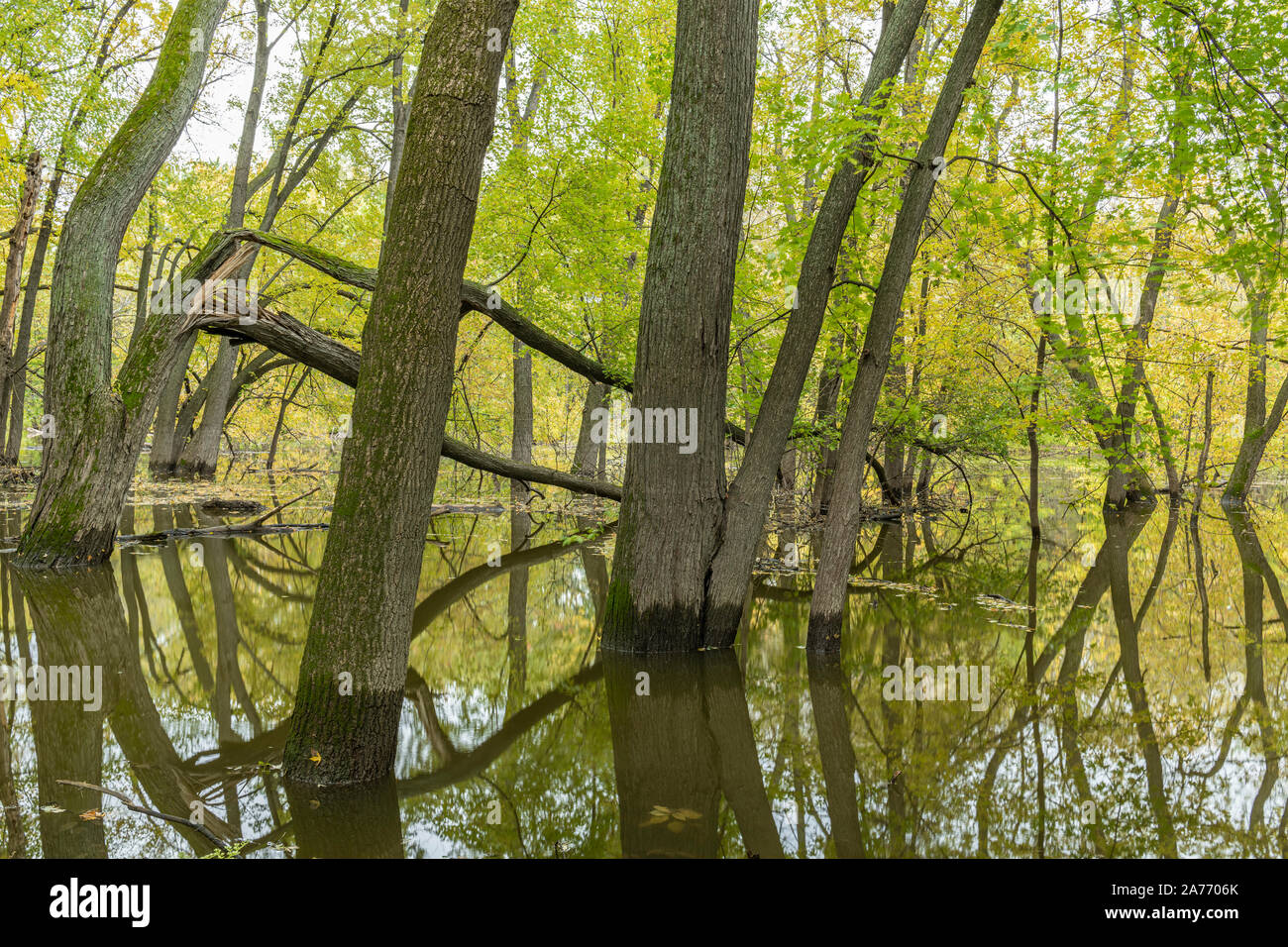 Silver maple trees (Acer saccharinum), floodplain of the Mississippi ...