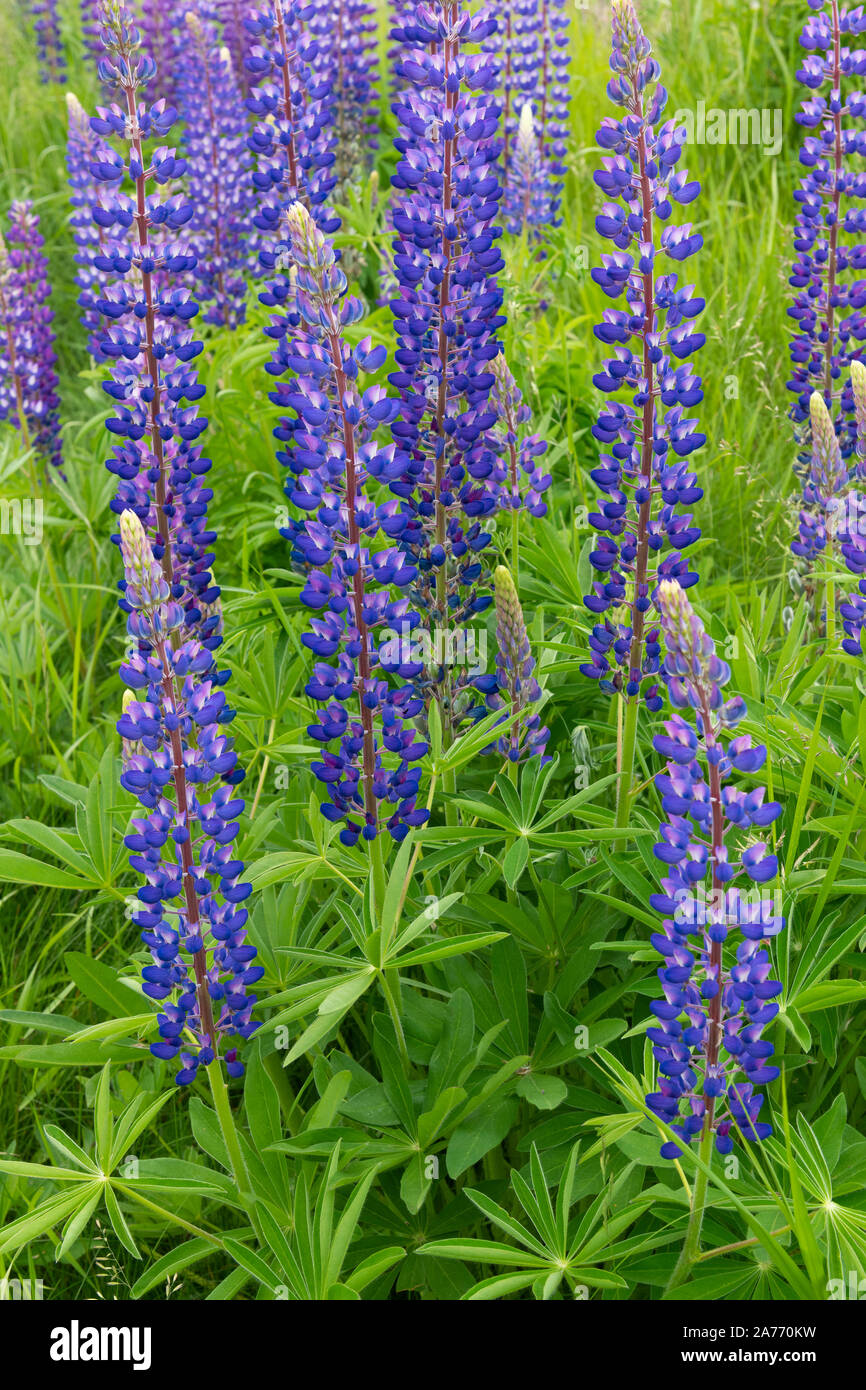 Wild lupines (Lupinus perennis), North America, Summer, by Dominique ...