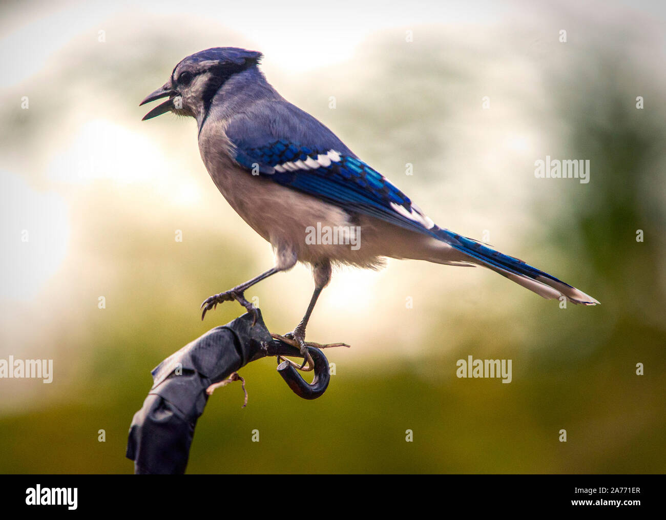 Jay hook hi-res stock photography and images - Alamy