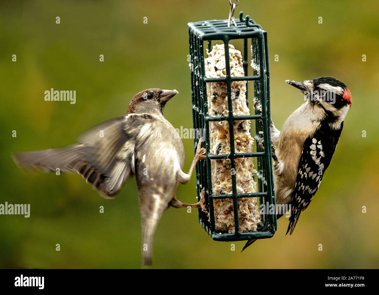 Sparrow flitting hi-res stock photography and images - Alamy