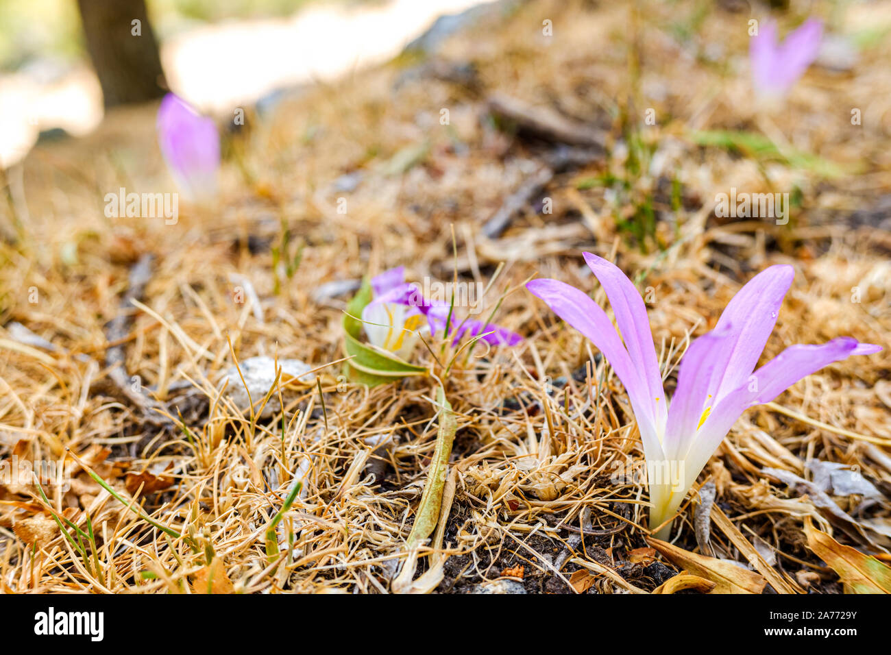 Group of beautiful lilac mountain flowers, Colchicum montanum, blooming ...