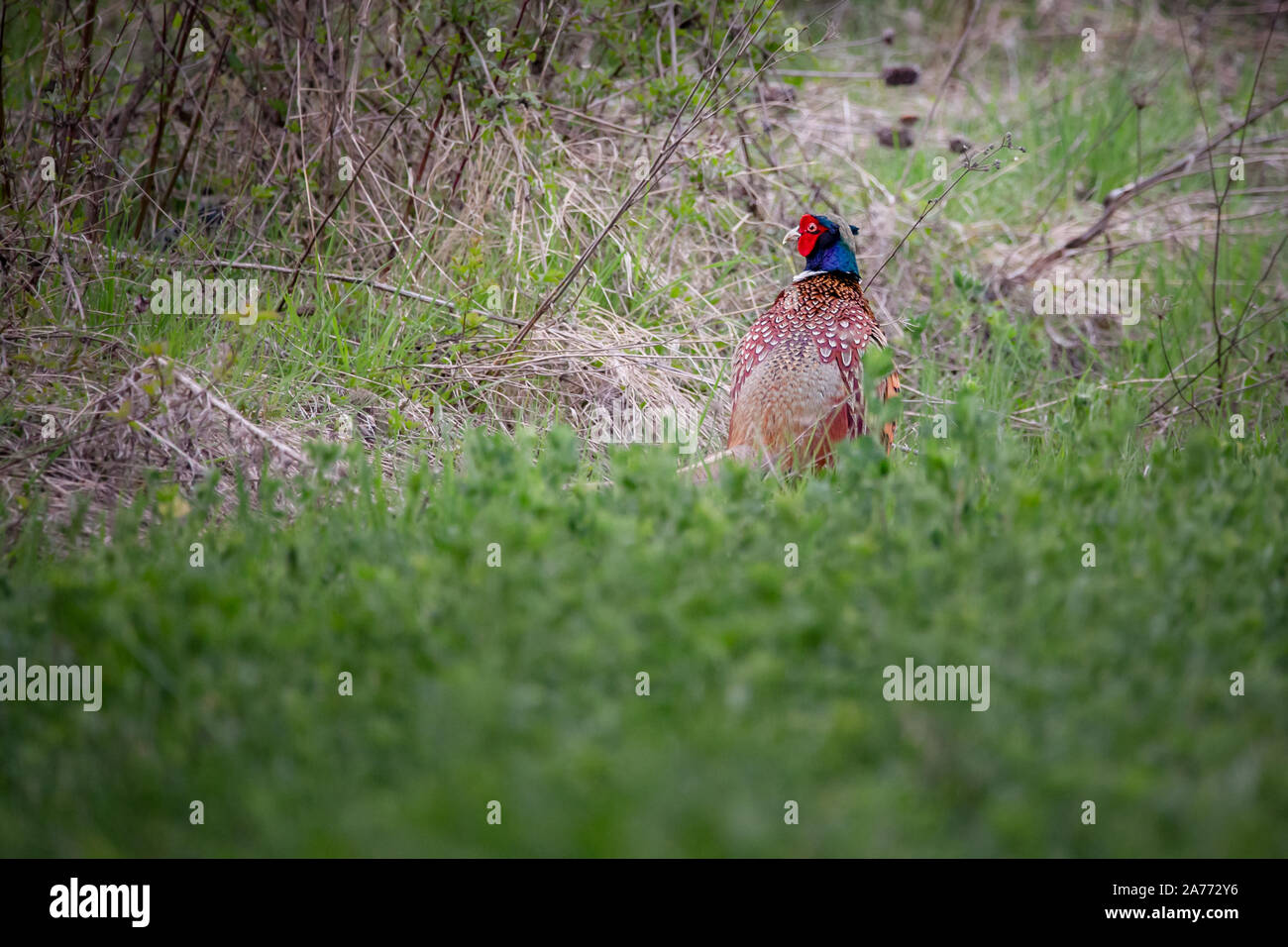 The common pheasant is a bird in the pheasant family. The genus name ...