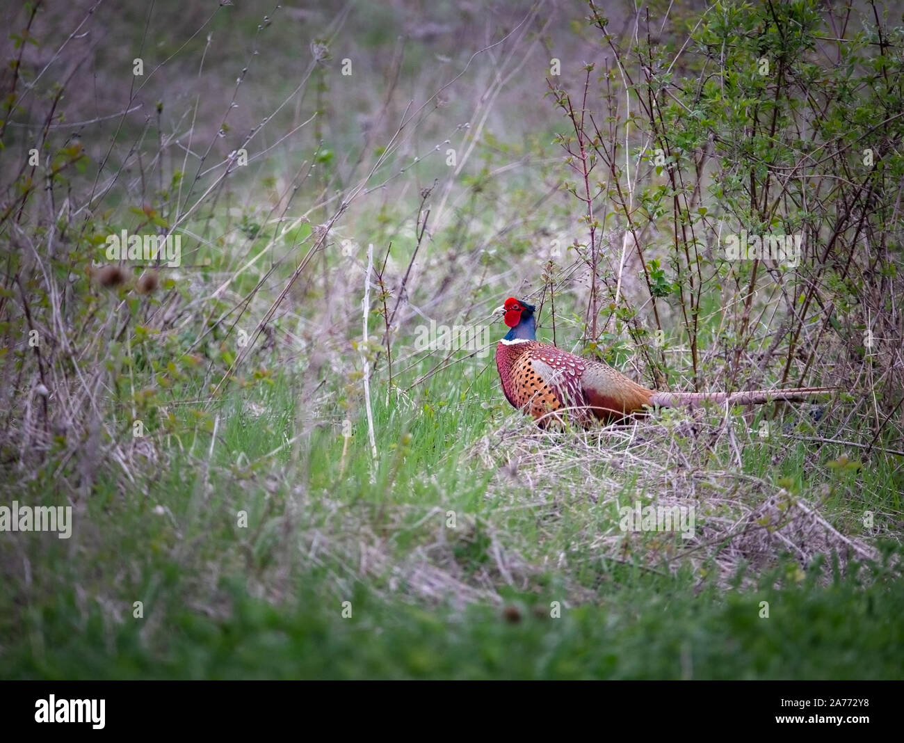 The common pheasant is a bird in the pheasant family. The genus name ...