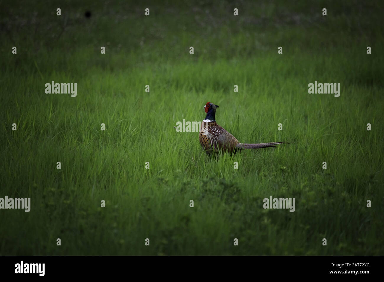 The common pheasant is a bird in the pheasant family. The genus name ...