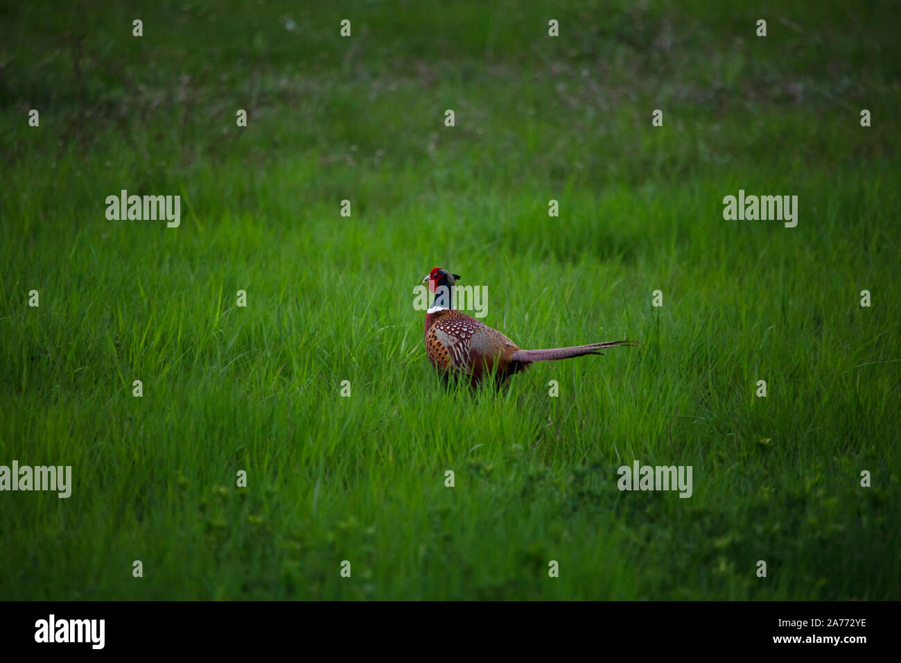 The common pheasant is a bird in the pheasant family. The genus name ...