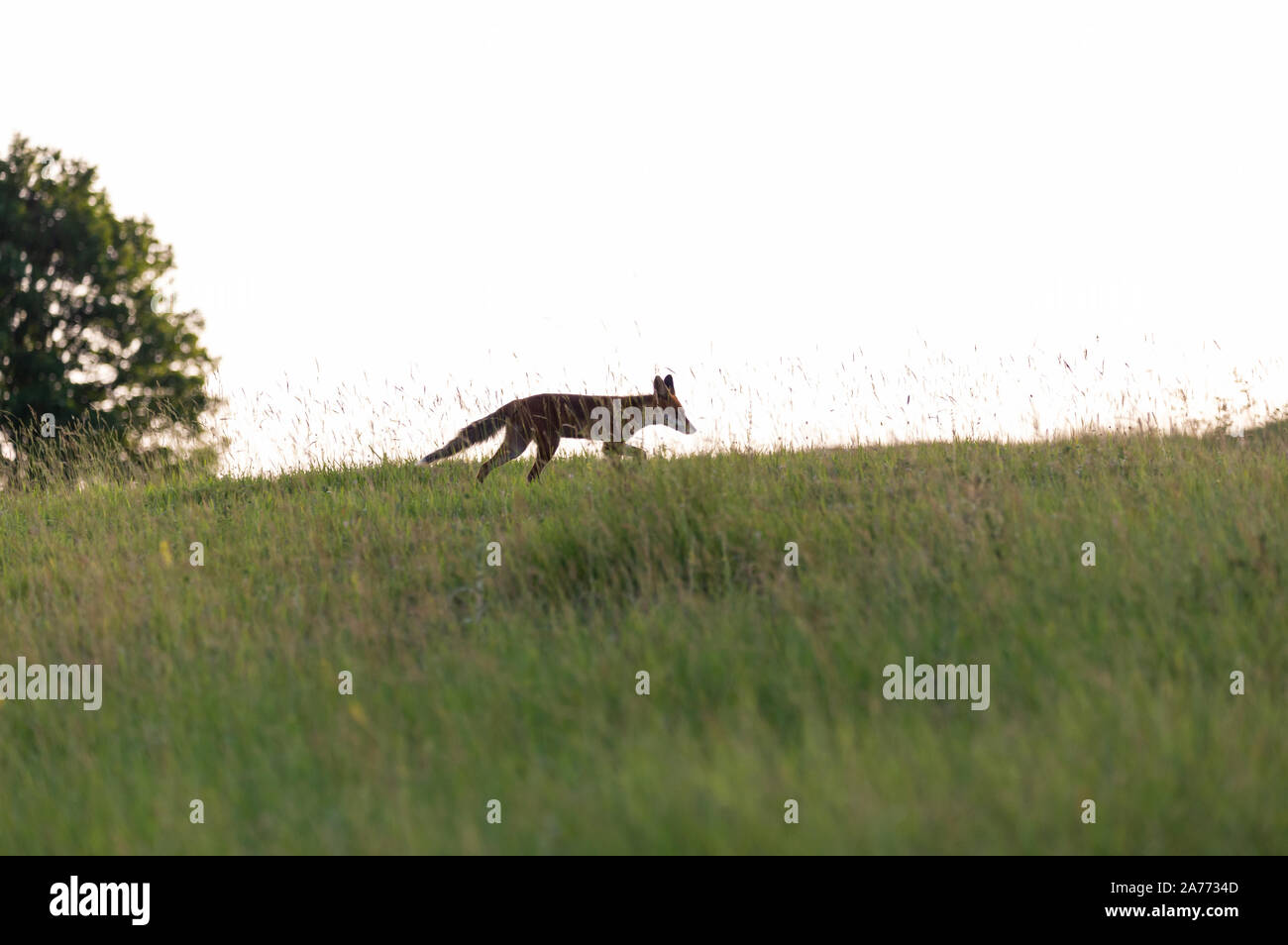 Red fox on a hill near Cluj Napoca. Wildlife in Hoia Baciu forest ...