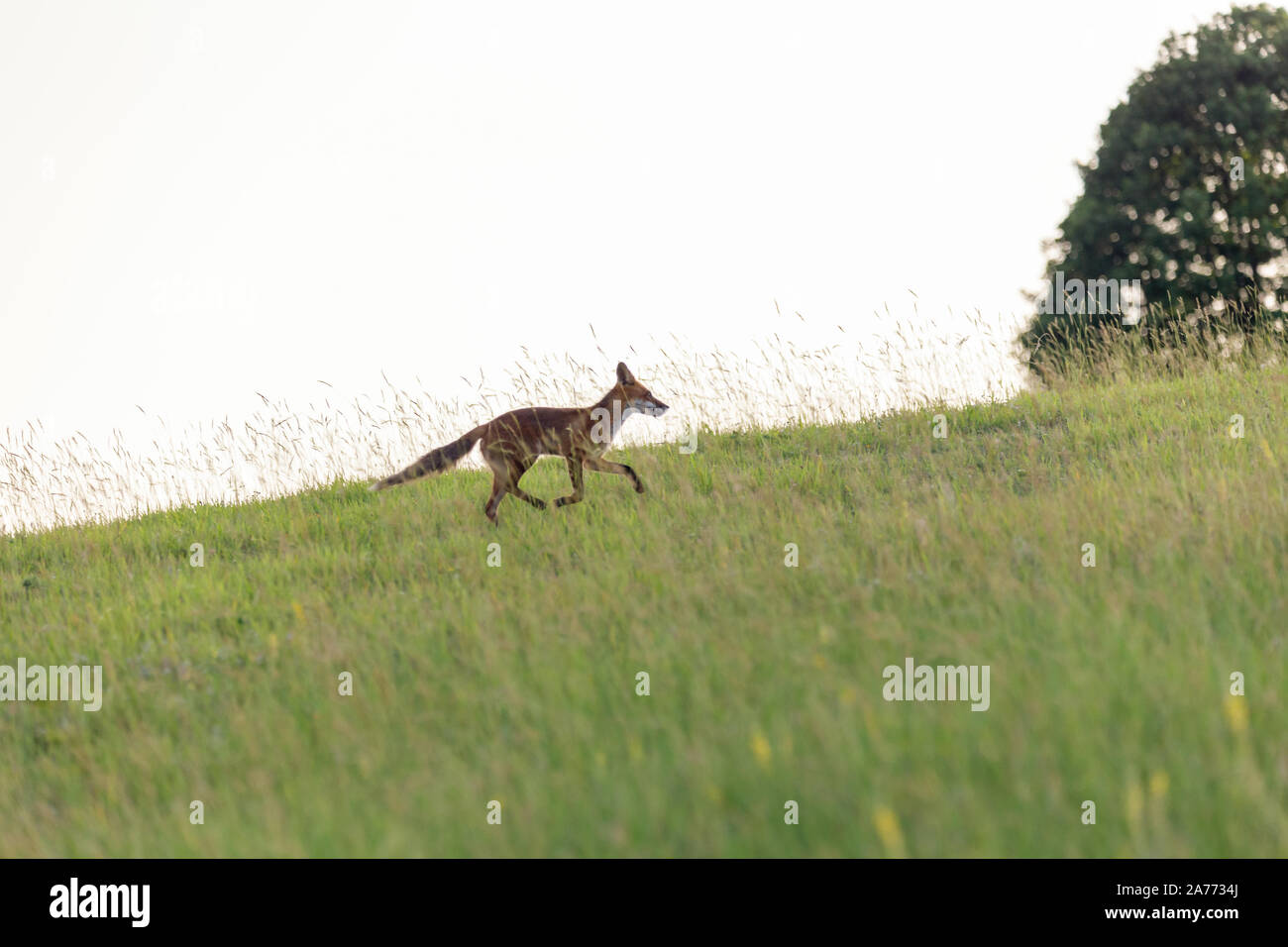 Red fox on a hill near Cluj Napoca. Wildlife in Hoia Baciu forest ...