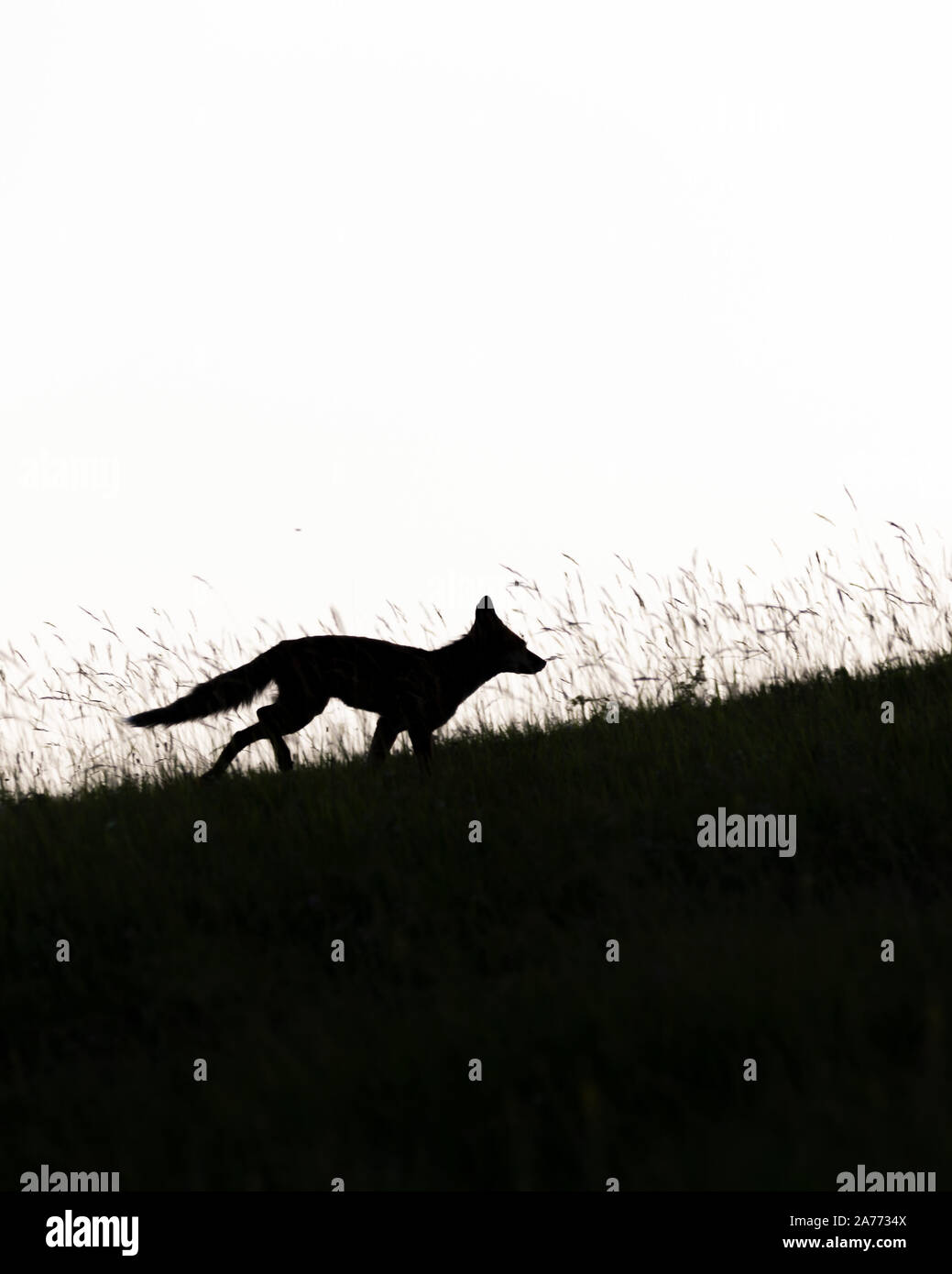 Red fox on a hill near Cluj Napoca. Wildlife in Hoia Baciu forest ...