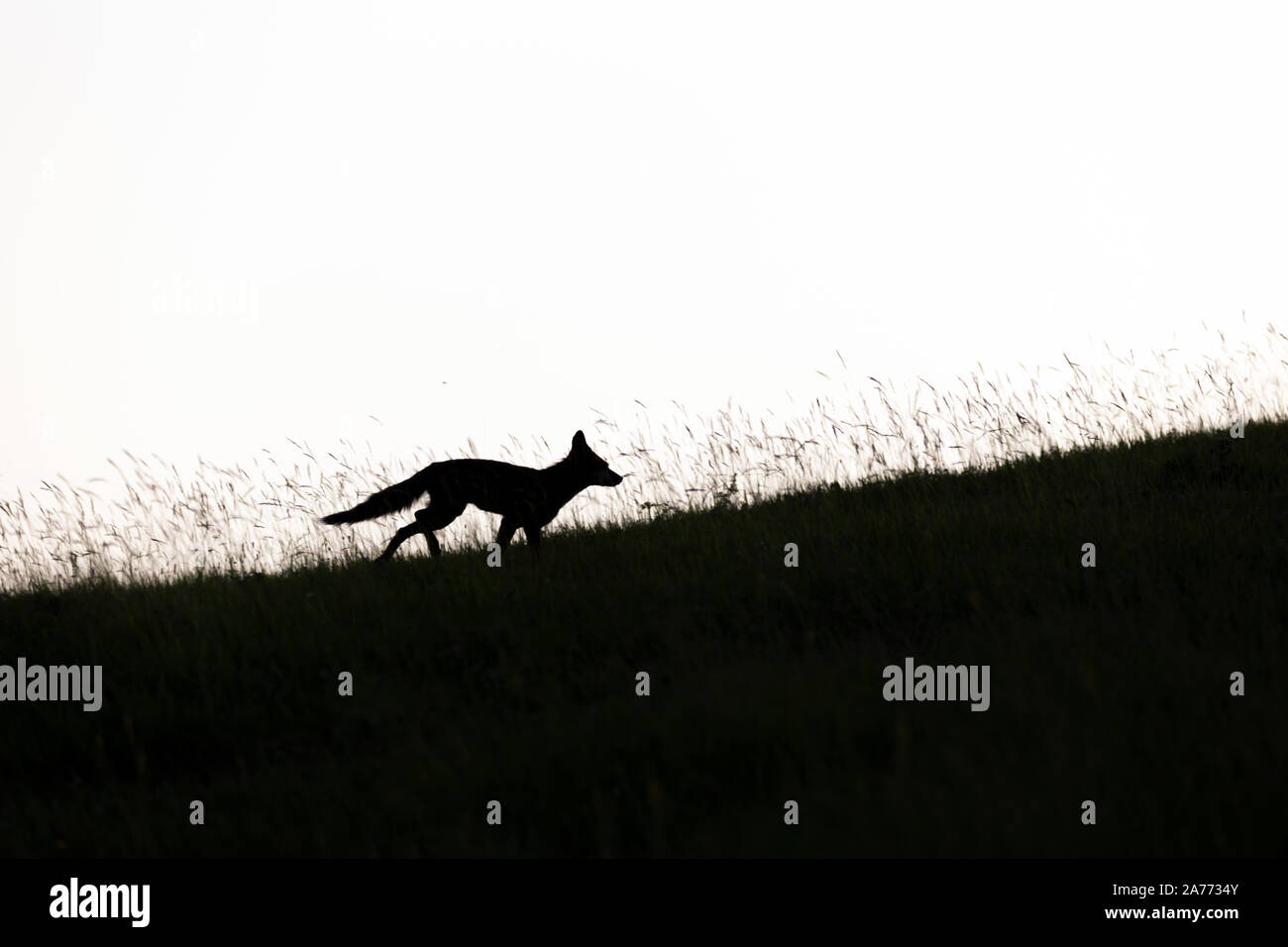 Hoia baciu hi-res stock photography and images - Alamy