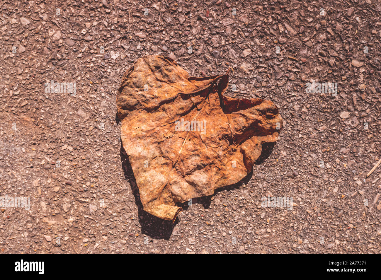 A dry and rotten leaf on the ground seen from above Stock Photo - Alamy