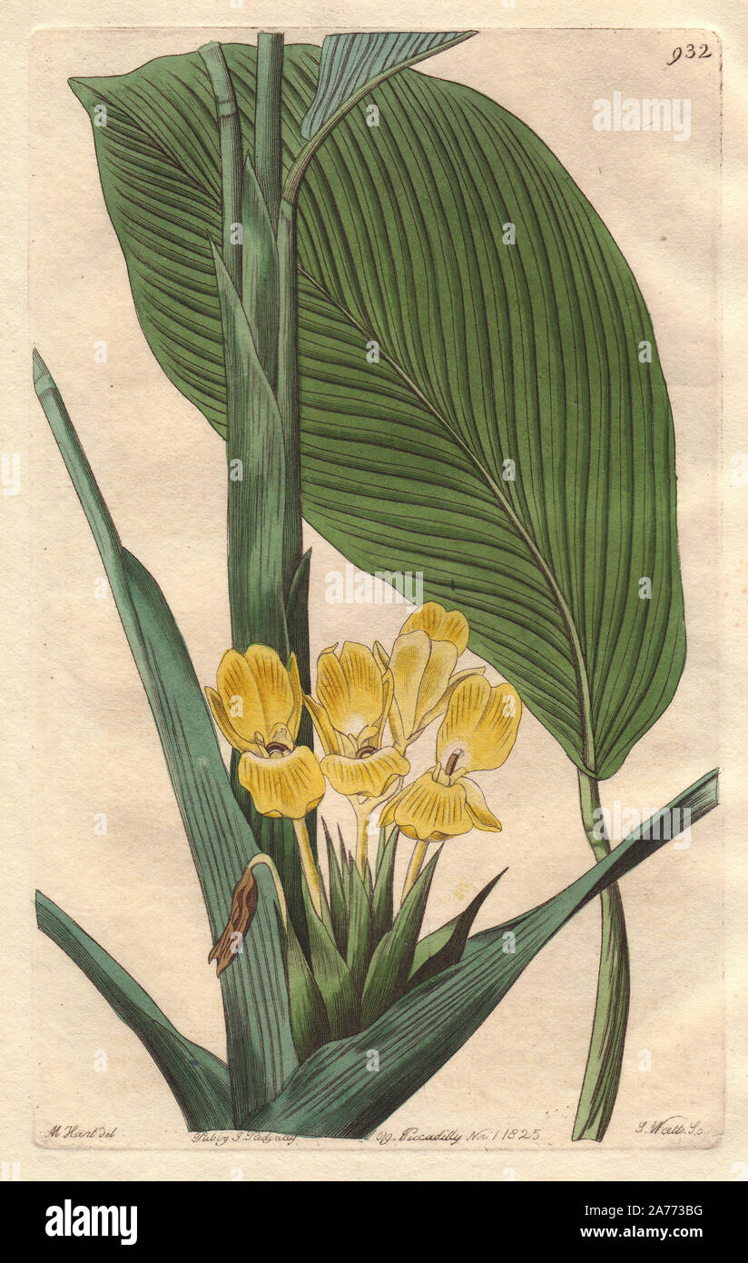 Yellow calathea, Calathea flavescens. Native to Brazil. Handcoloured ...