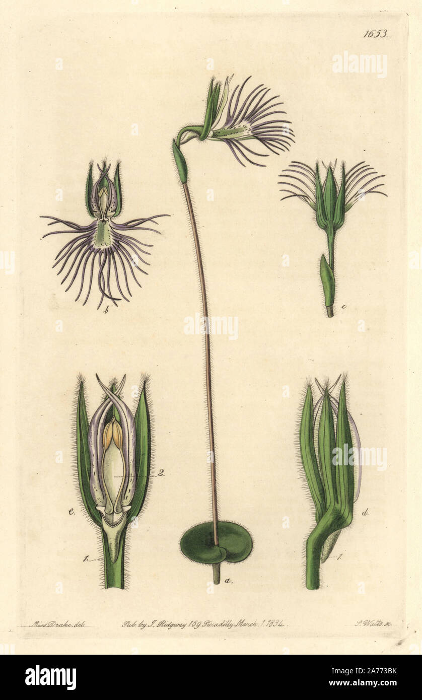 Pectinated bartholina, Bartholina burmanniana (Bartholina pectinata ...