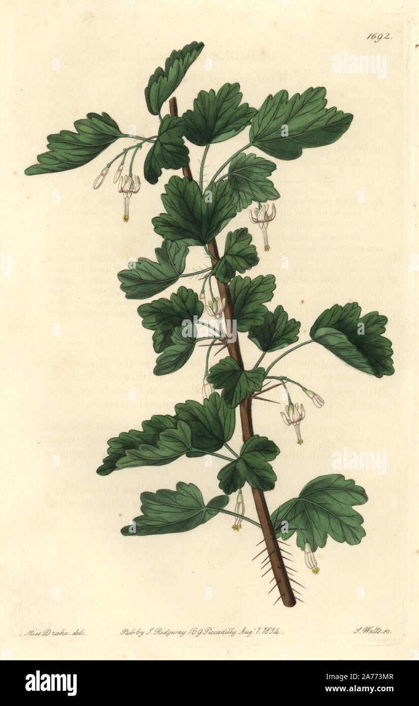 Botanical illustration of gooseberry hi-res stock photography and ...