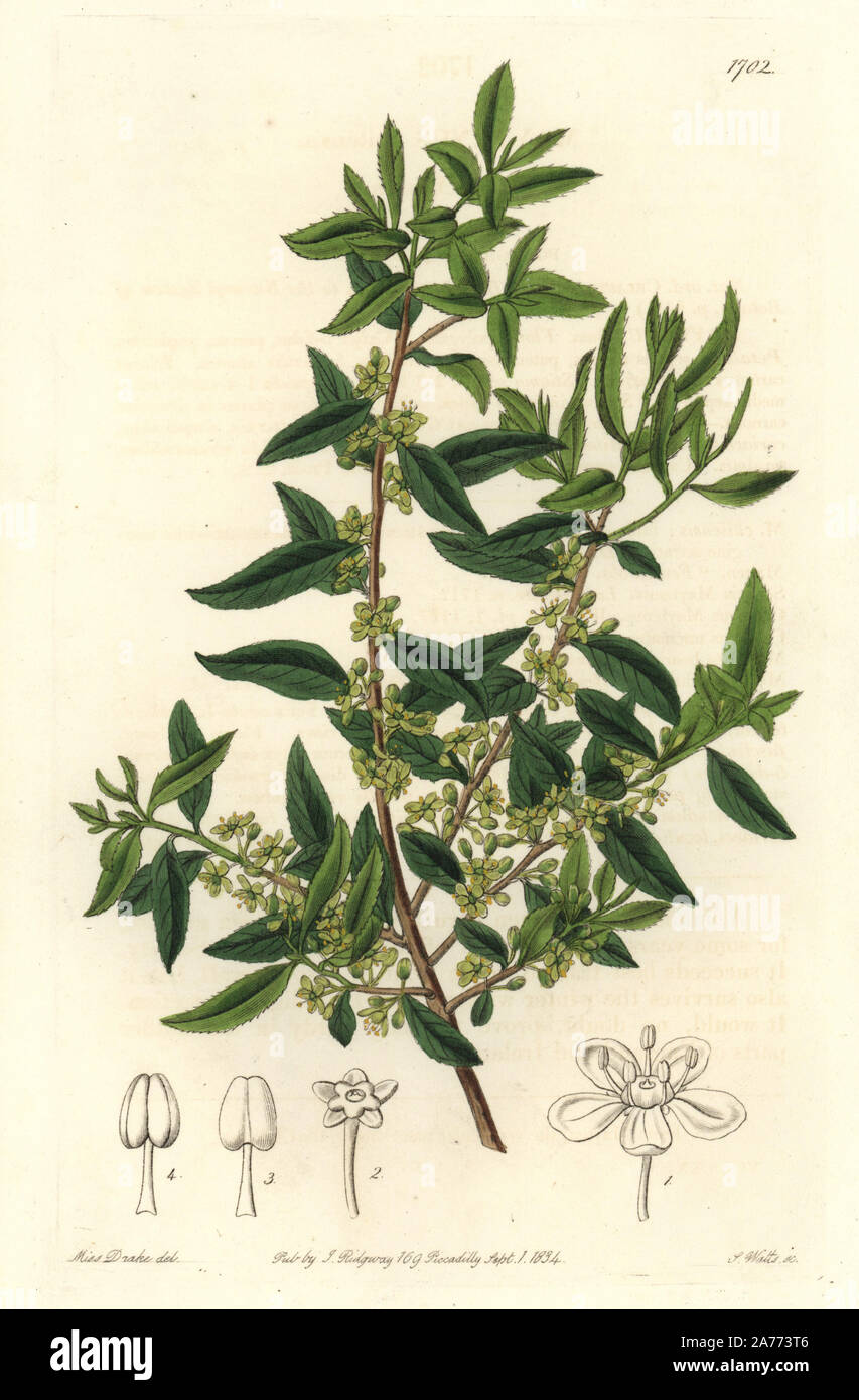 Mayten tree, Maytenus boaria (Chilian mayten, Maytenus chilensis ...