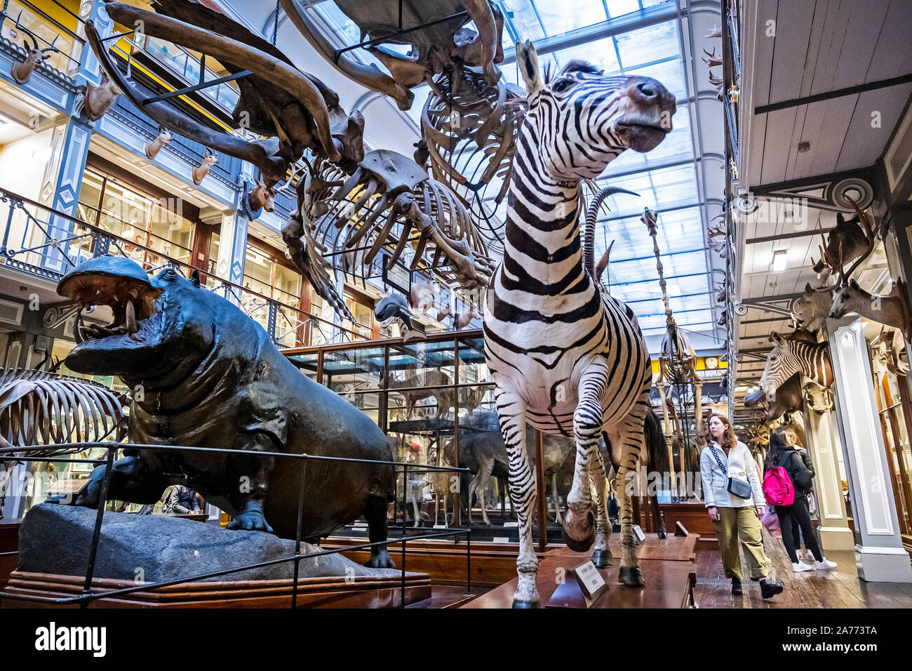 Science animals ireland hi-res stock photography and images - Alamy