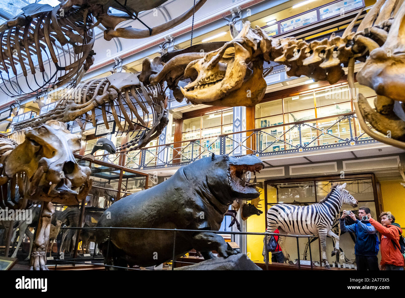 Natural History Museum, National Museum of Ireland, Dublin, Ireland ...