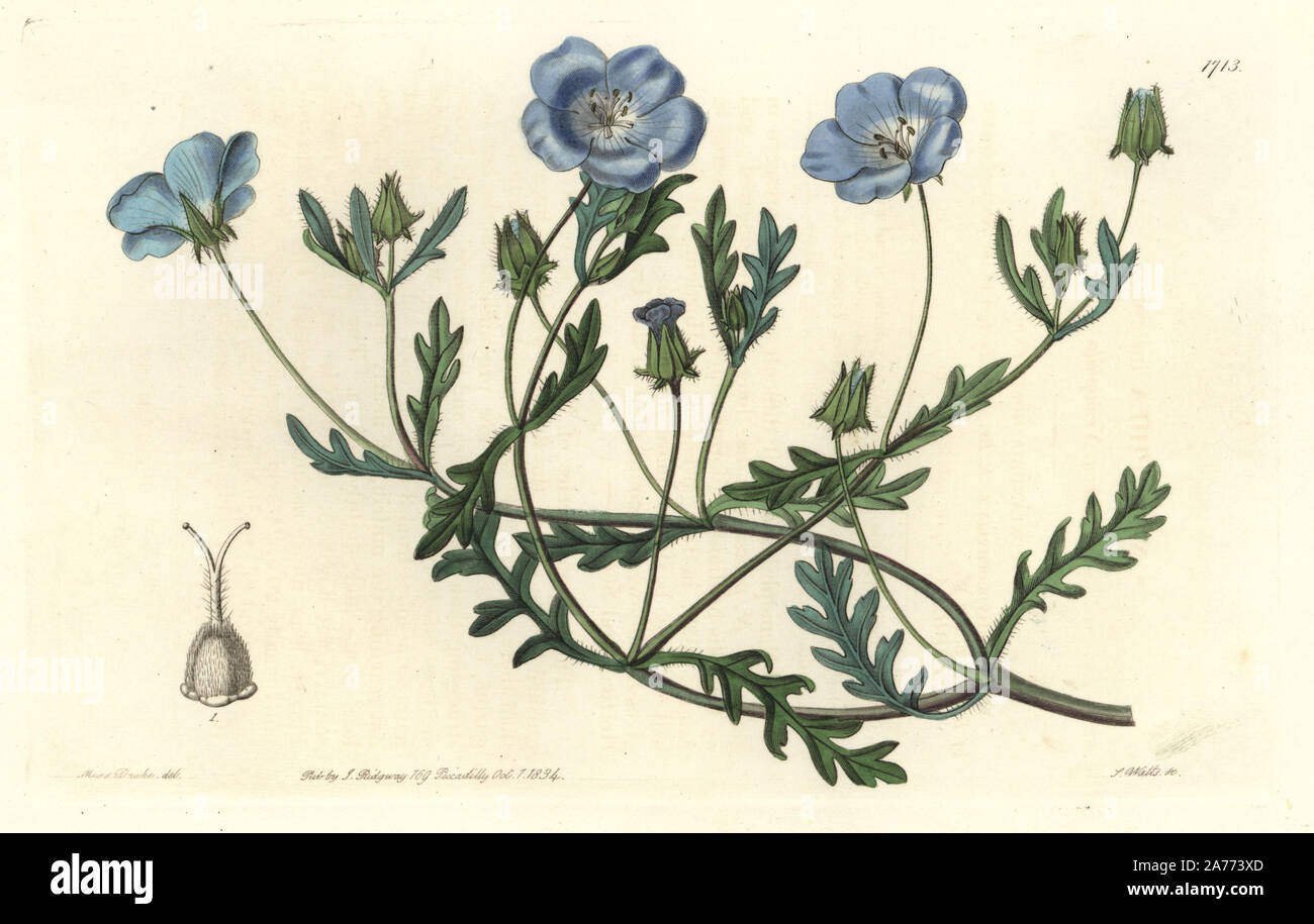 Baby orchids hi-res stock photography and images - Alamy