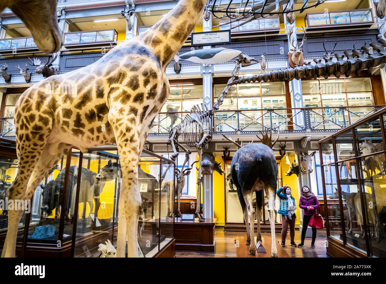 Natural History Museum, National Museum of Ireland, Dublin, Ireland ...