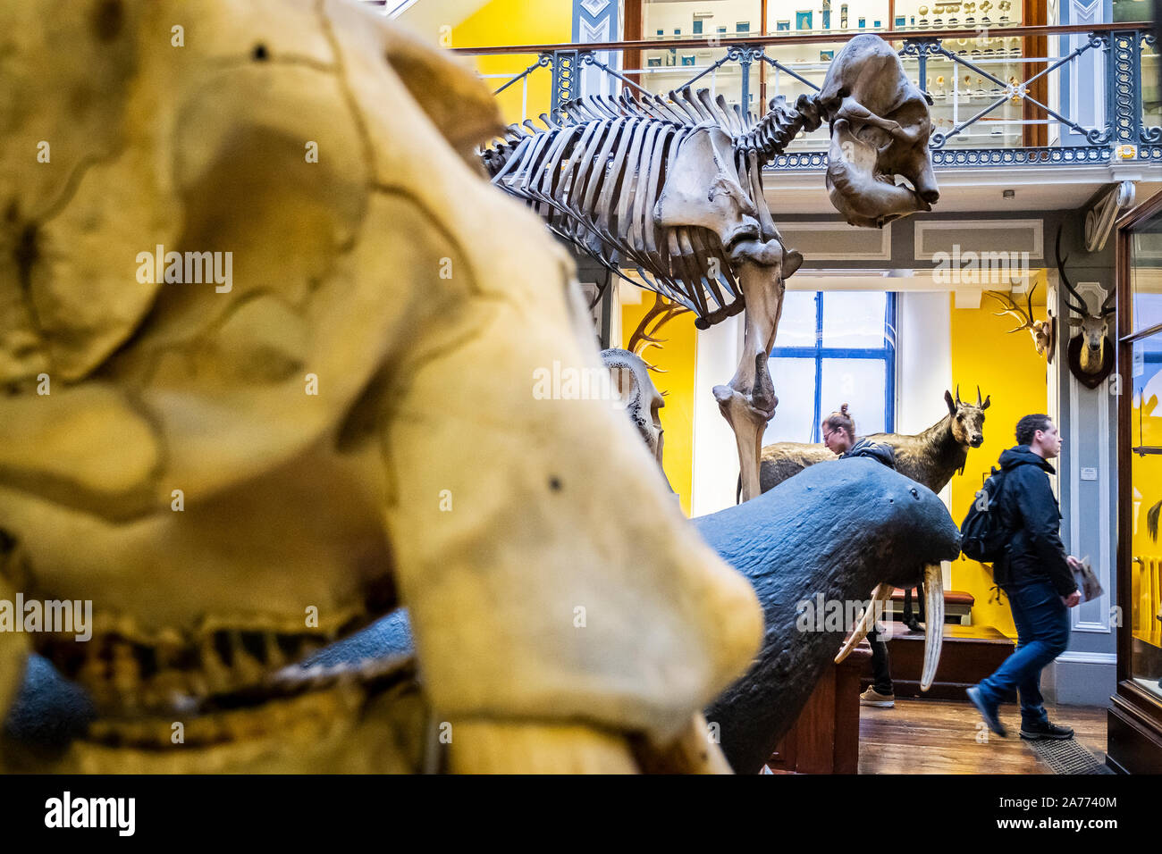 Natural History Museum, National Museum of Ireland, Dublin, Ireland ...