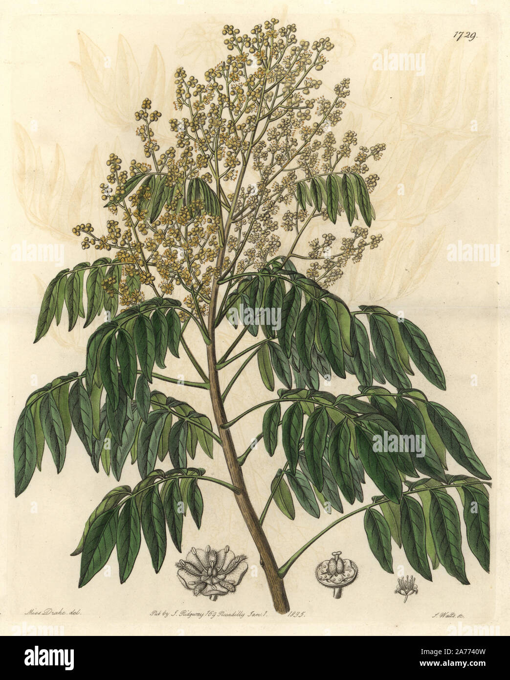 Longan tree, Dimocarpus longan (Euphoria longan). Native to China ...