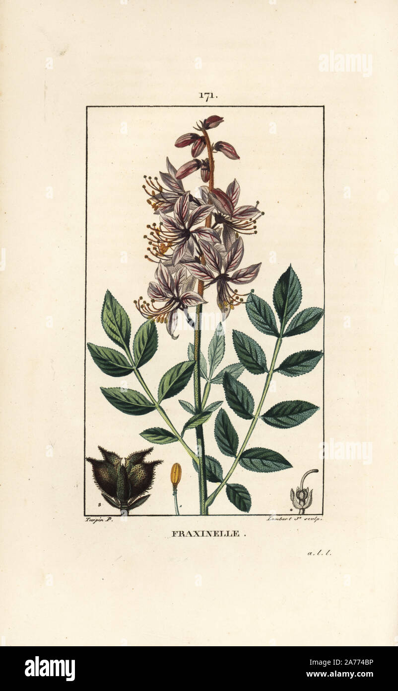 Bastard dittany or burning bush, Dictamnus albus, showing flowers ...