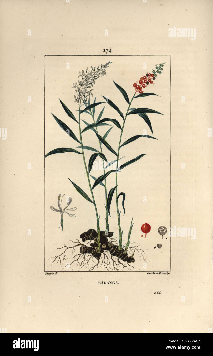 Greater or Thai galangal, Alpinia galanga, showing flowers, berries ...