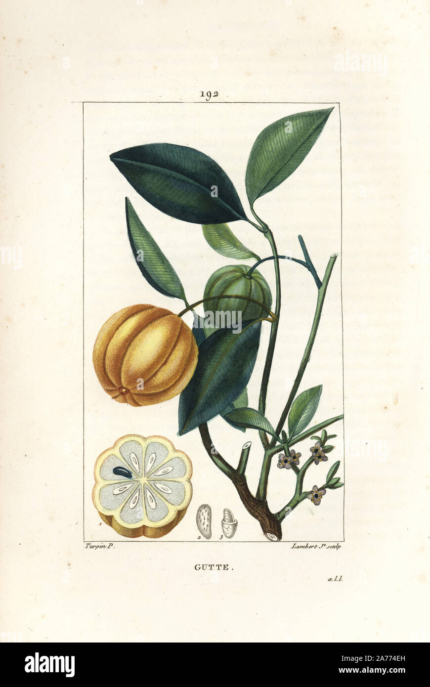 Guttae High Resolution Stock Photography and Images - Alamy