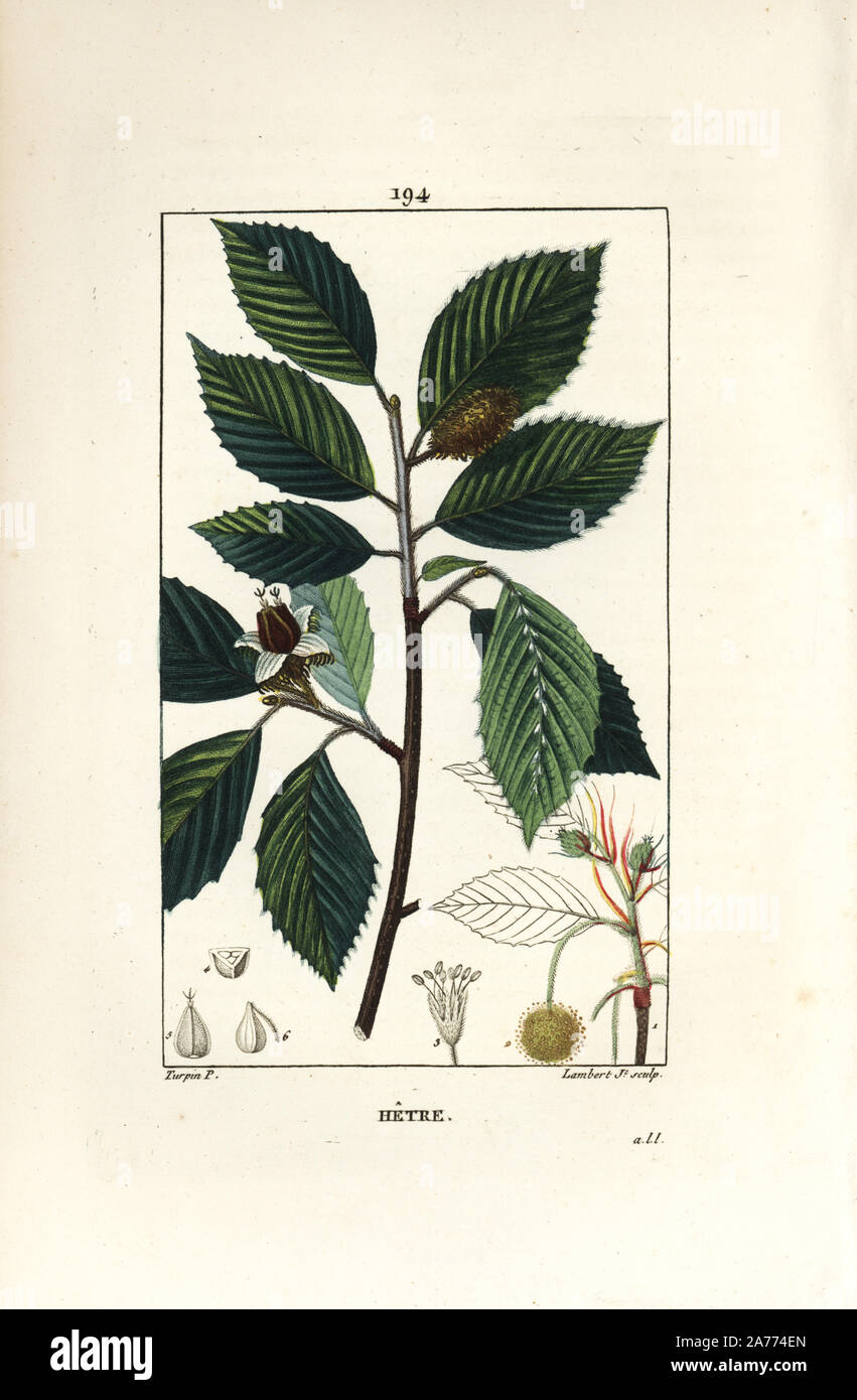 Beech tree, Fagus sylvatica. Handcoloured stipple copperplate engraving ...
