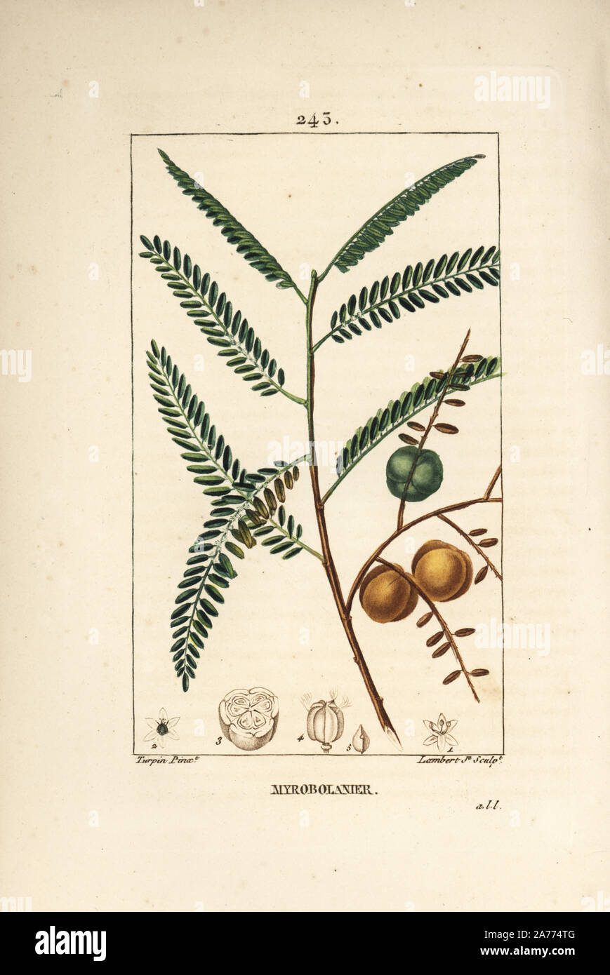 Phyllanthus emblica fruit hi-res stock photography and images - Alamy