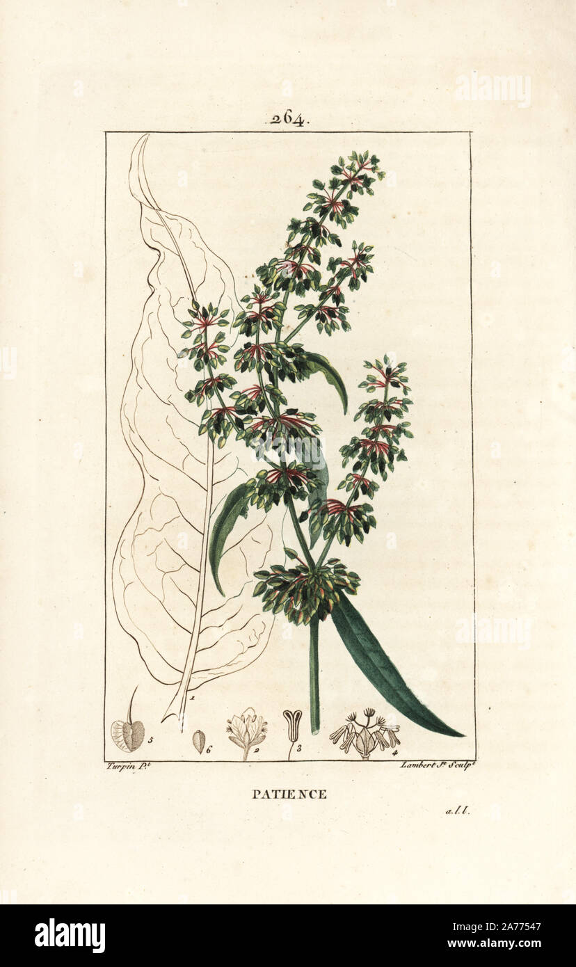 Patience dock, Rumex patientia, with flower, stalk, leaves, seed and ...