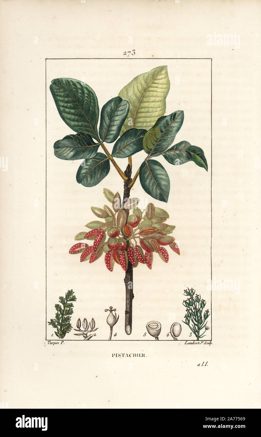 Pistachio tree drawing hi-res stock photography and images - Alamy