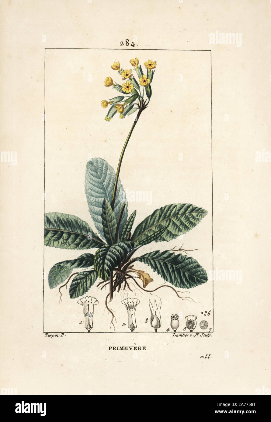 Cowslip, Primula veris, showing flower, leaf and roots. Handcoloured ...