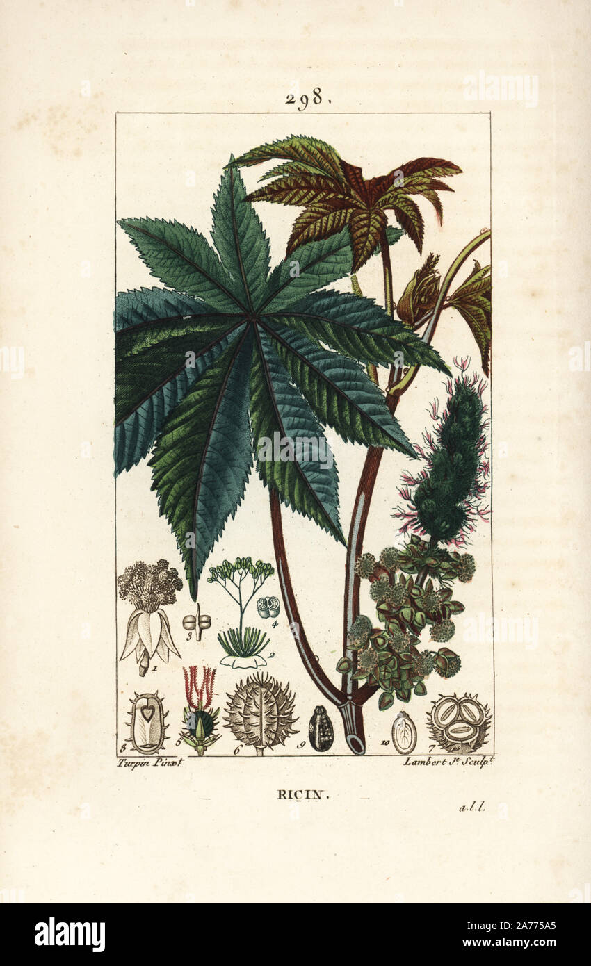 Castor oil plant or ricin, Ricinus communis (Ricinus vulgaris), with ...