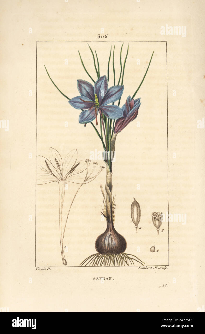 Crocus sativus drawing hi-res stock photography and images - Alamy
