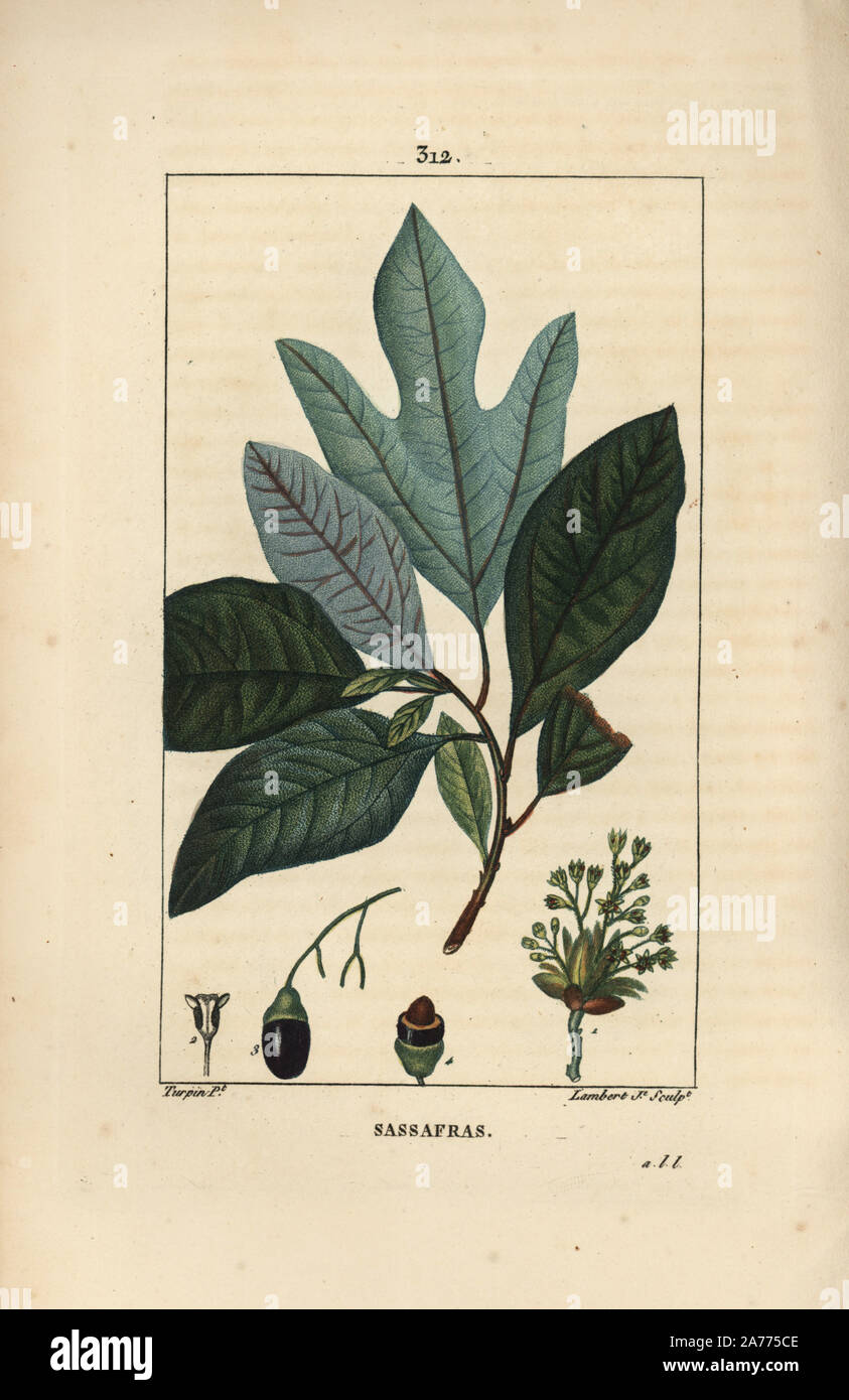 White sassafras tree, Sassafras albidum, with flower, leaf, fruit and ...