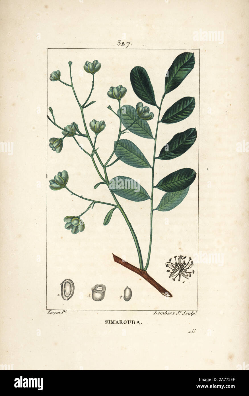 Marupa hi-res stock photography and images - Alamy