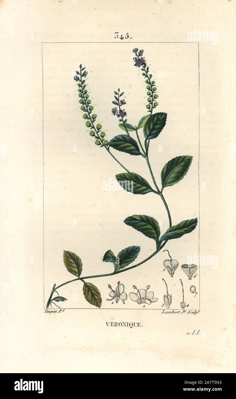 Male speedwell, Veronica officinalis. Handcoloured stipple copperplate ...