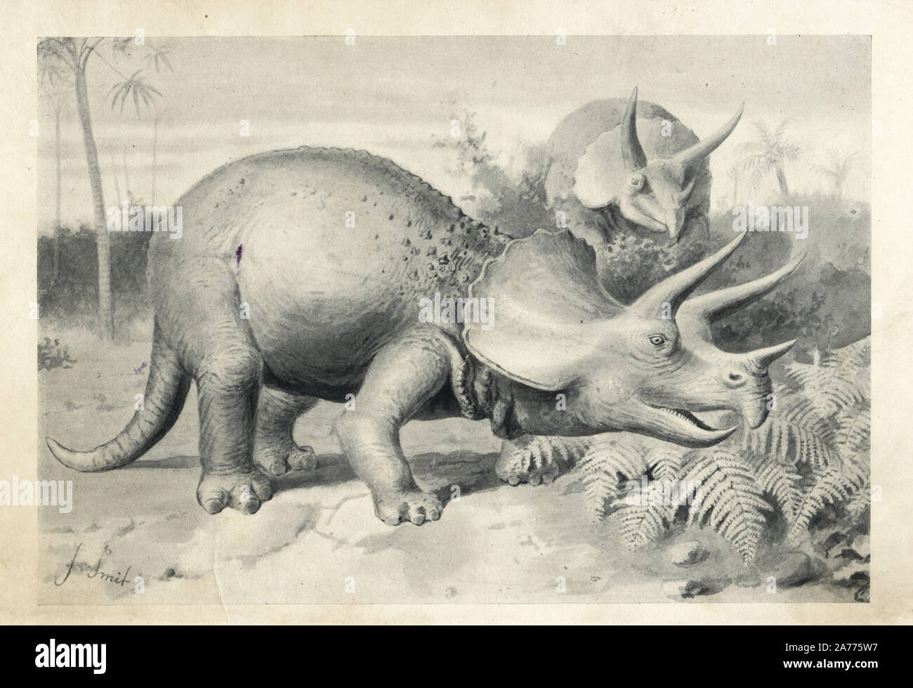 Triceratops prorsus, the last of the dinosaurs. Lithograph after an ...