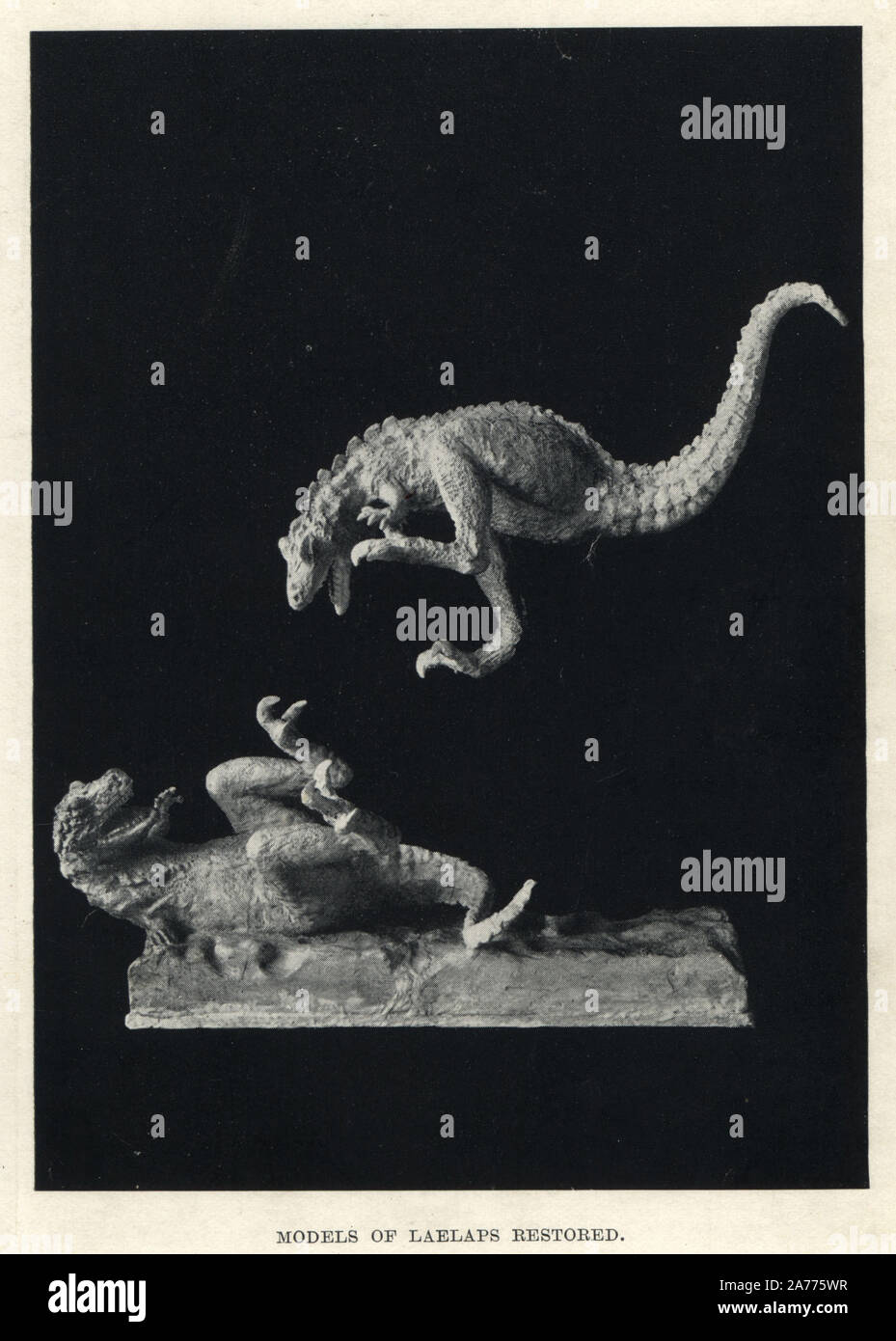 Models of fighting Laelaps, Dryptosaurus aquilunguis, based on Charles ...