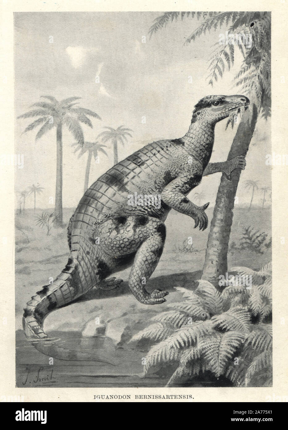 Iguanodon bernissartensis. Illustration by J. Smit from H. N ...