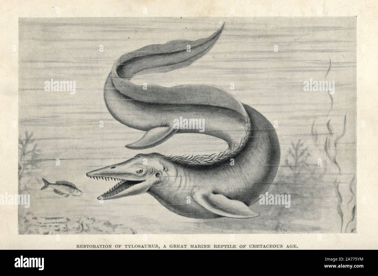 Tylosaurus proriger hi-res stock photography and images - Alamy