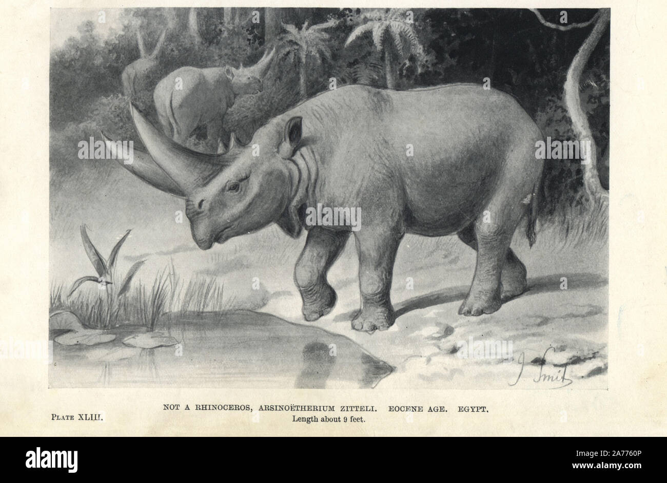 Arsinoitherium zitteli, from Egypt, Eocene. Illustration by J. Smit ...