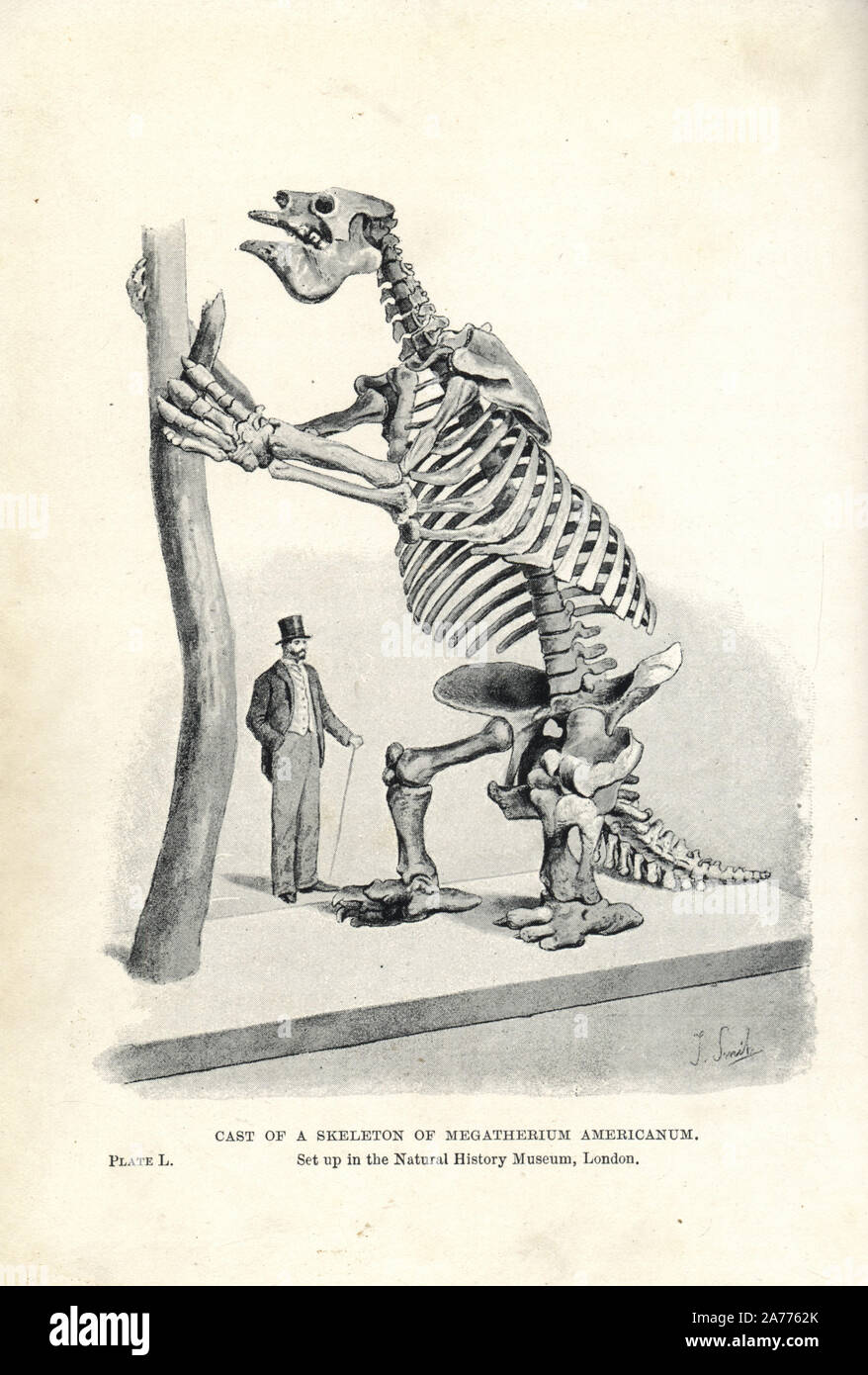 Megatherium americanum skeleton cast with man in top hat. Illustration ...