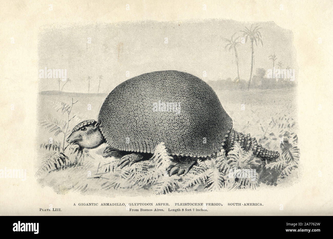 Giant armadillo, Glyptodon asper, Pleistocene, South America. Illustration by J. Smit from H. N ...